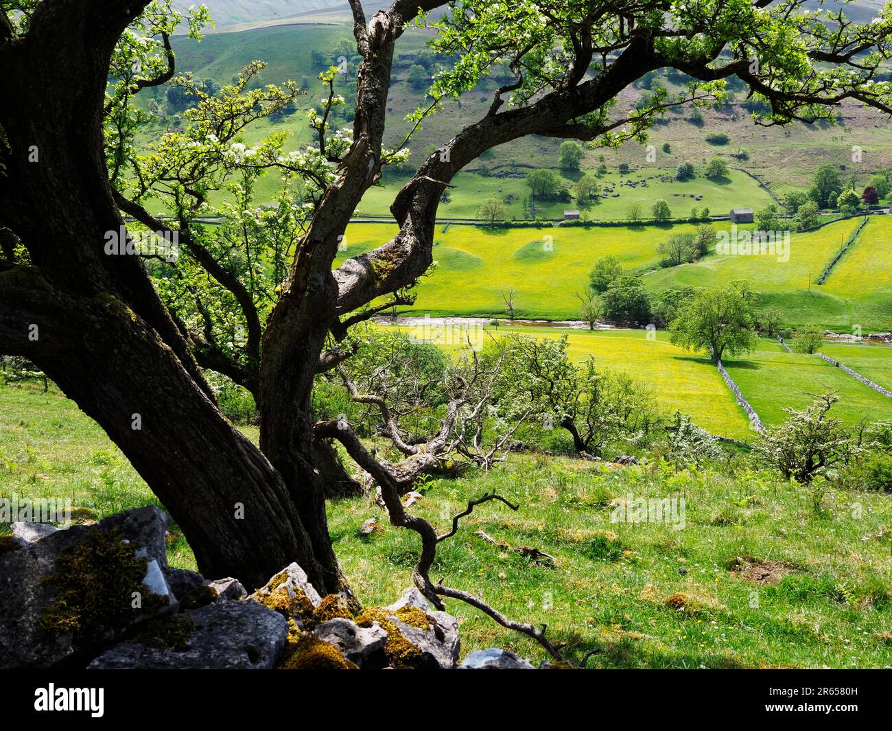 Overhanging tree hi-res stock photography and images - Alamy