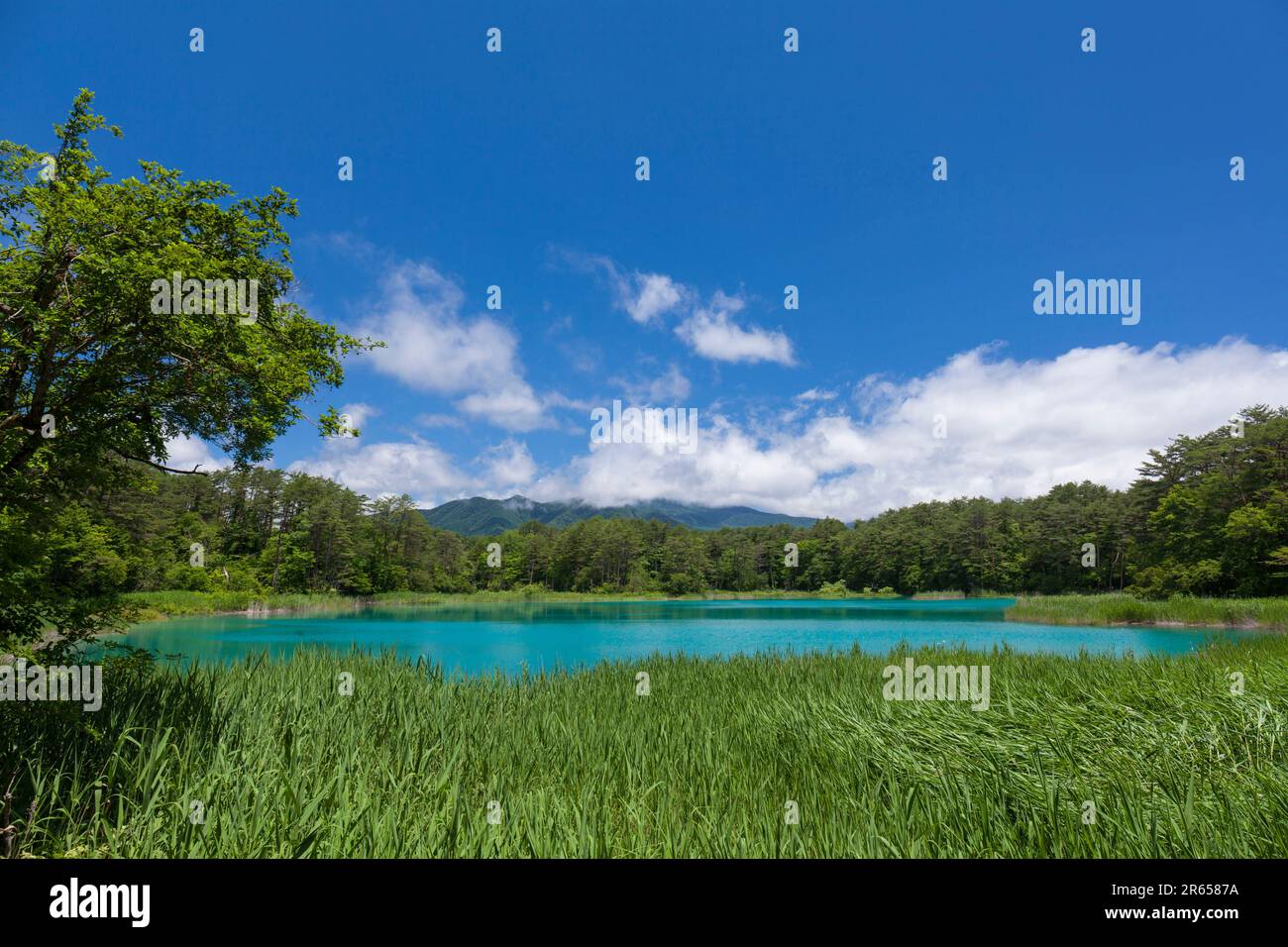 Japan bandai swamp hi-res stock photography and images - Alamy