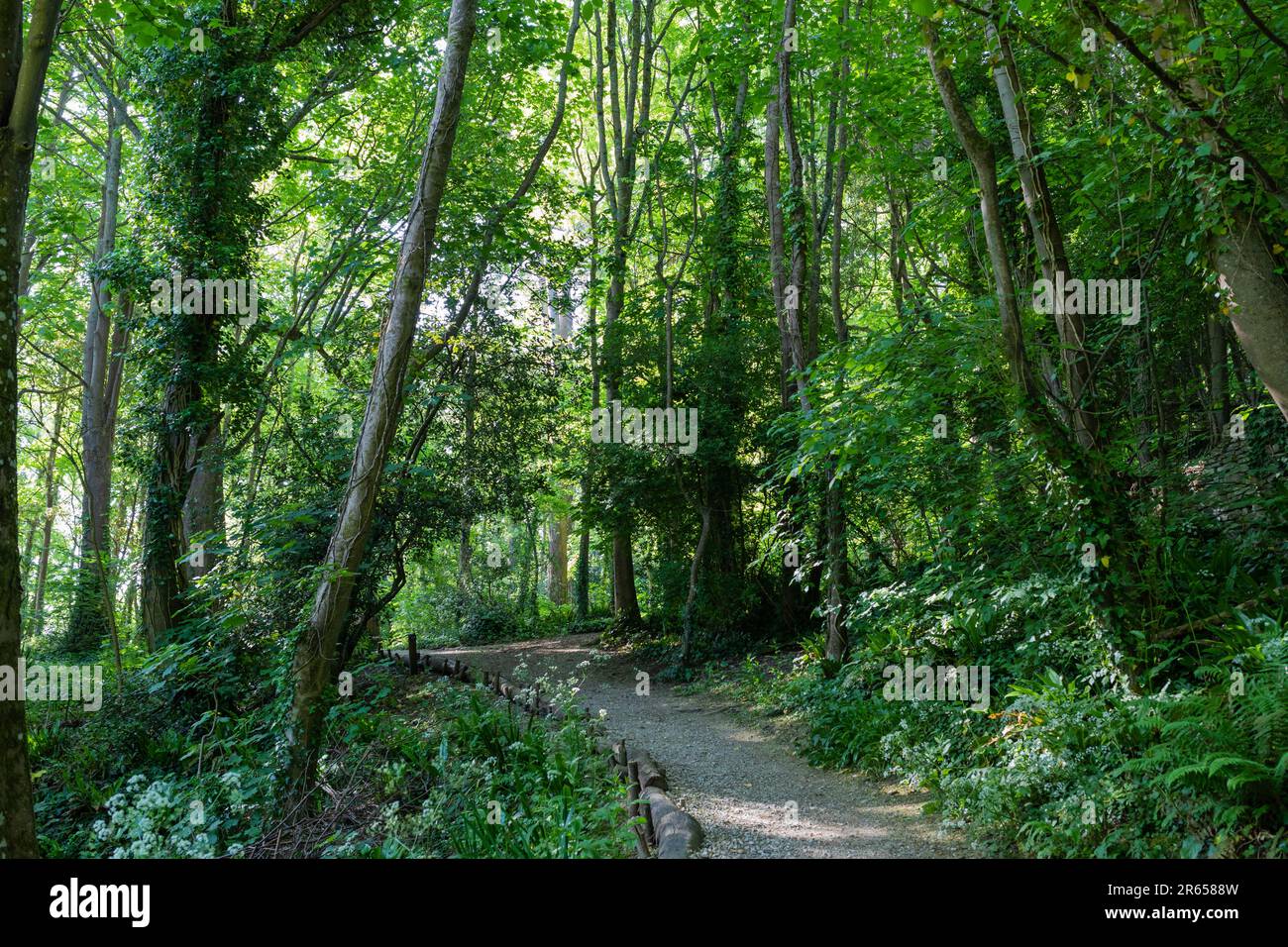 Pathway through woodland at Swanage, Dorset Stock Photo - Alamy