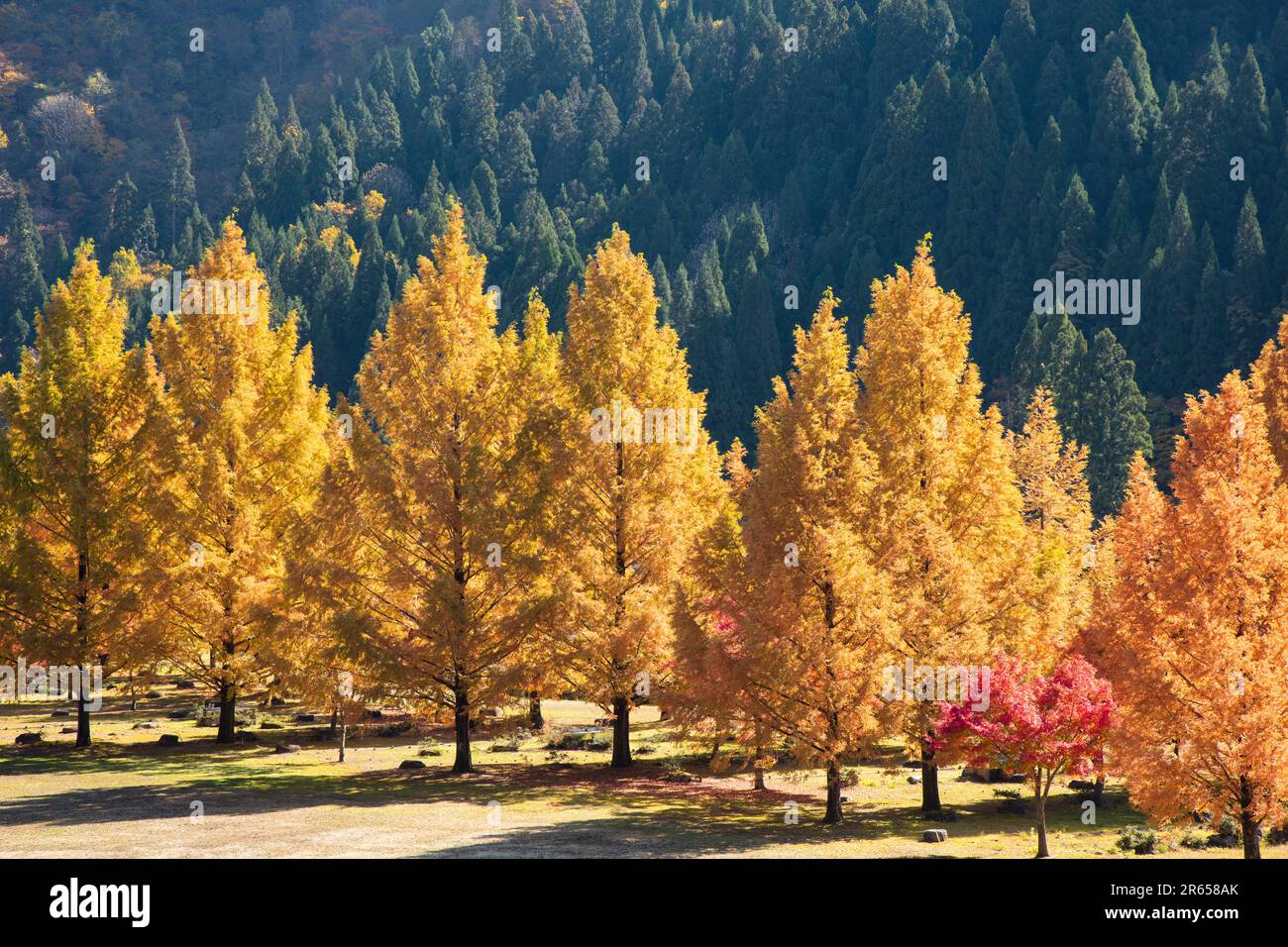 Autumn leaves of metasequoia Stock Photo - Alamy