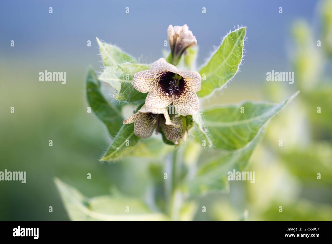 Smelly plant hi-res stock photography and images - Alamy