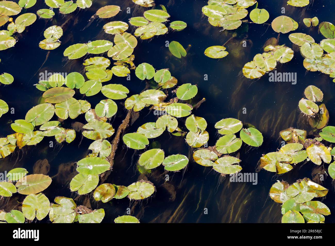 Water Lily Pads Stock Photo - Alamy
