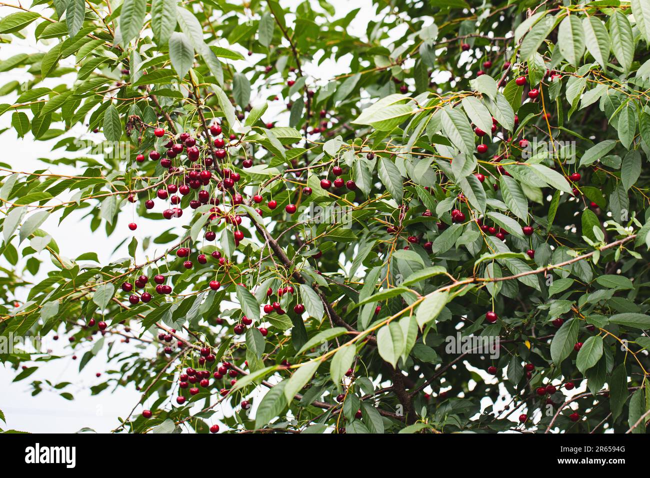 Fresh ripe cherry on branches hi-res stock photography and images - Alamy