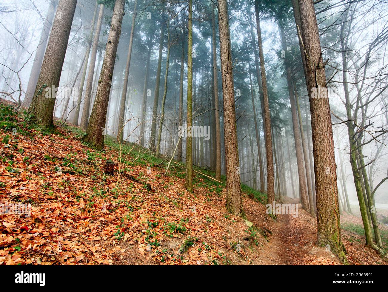 Autumn forest with trees at mist Stock Photo - Alamy