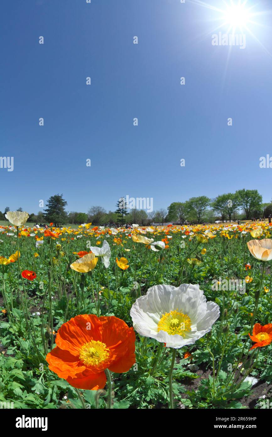 Icelandic poppy flower field and the sun Stock Photo - Alamy