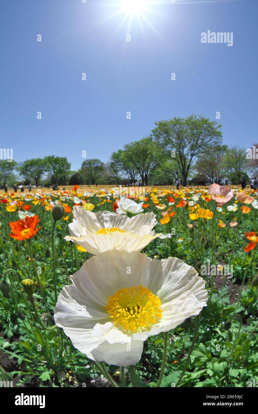 Icelandic poppy flower field and the sun Stock Photo - Alamy