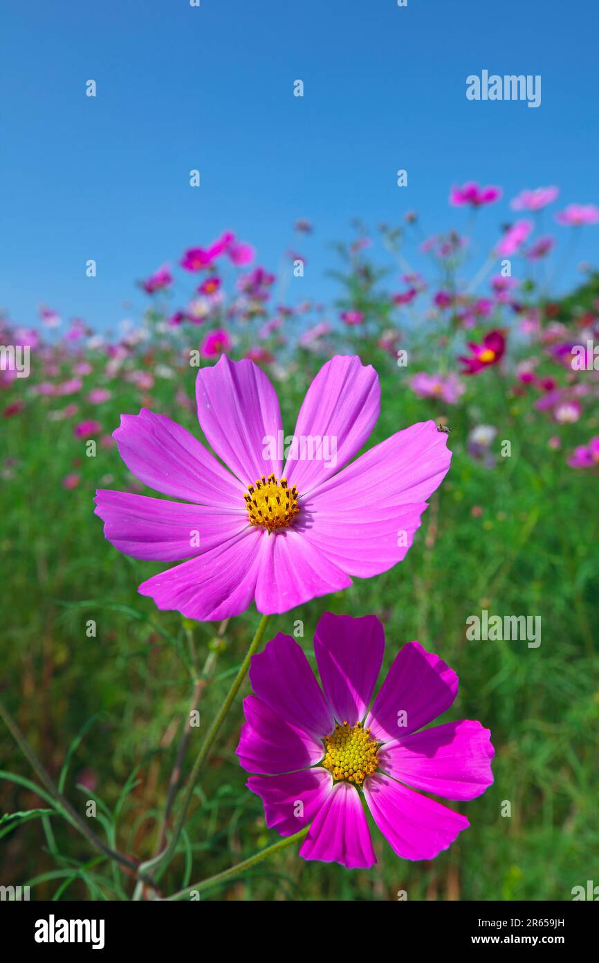 Pink cosmos flowers Stock Photo - Alamy
