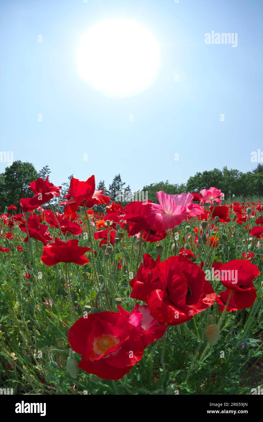 Early season flower hi-res stock photography and images - Alamy