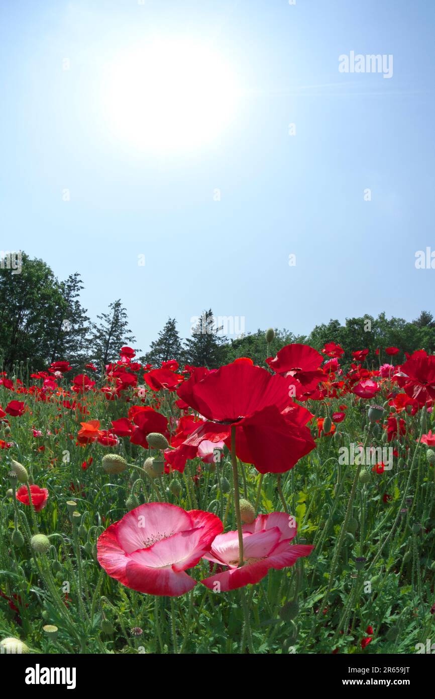 Early season flower hi-res stock photography and images - Alamy