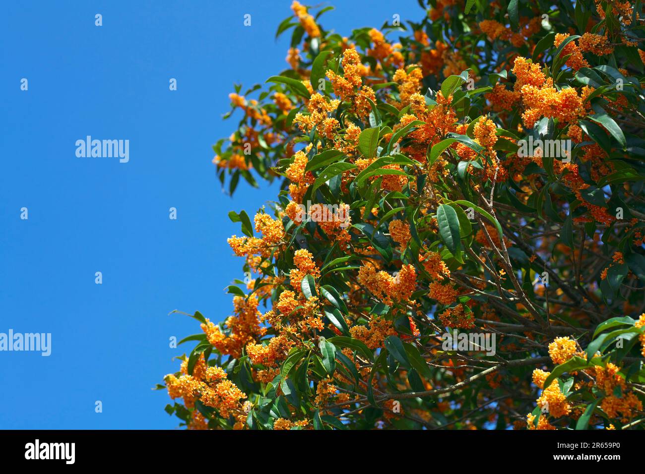 Osmanthus flower hi-res stock photography and images - Alamy