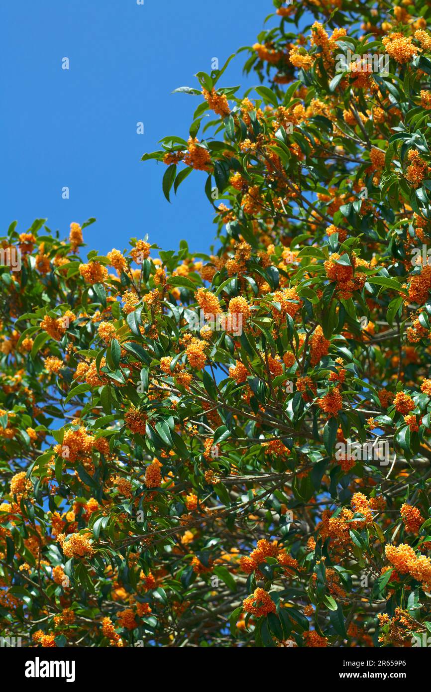 Osmanthus flower hi-res stock photography and images - Alamy