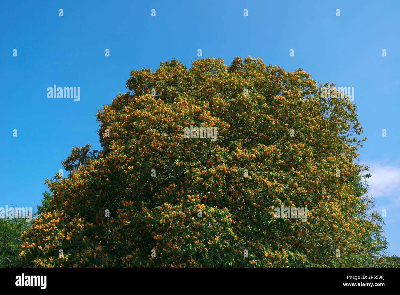 Osmanthus flower hi-res stock photography and images - Alamy