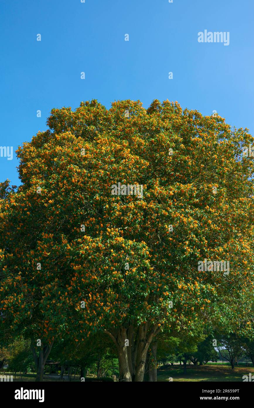 Osmanthus flower hi-res stock photography and images - Alamy