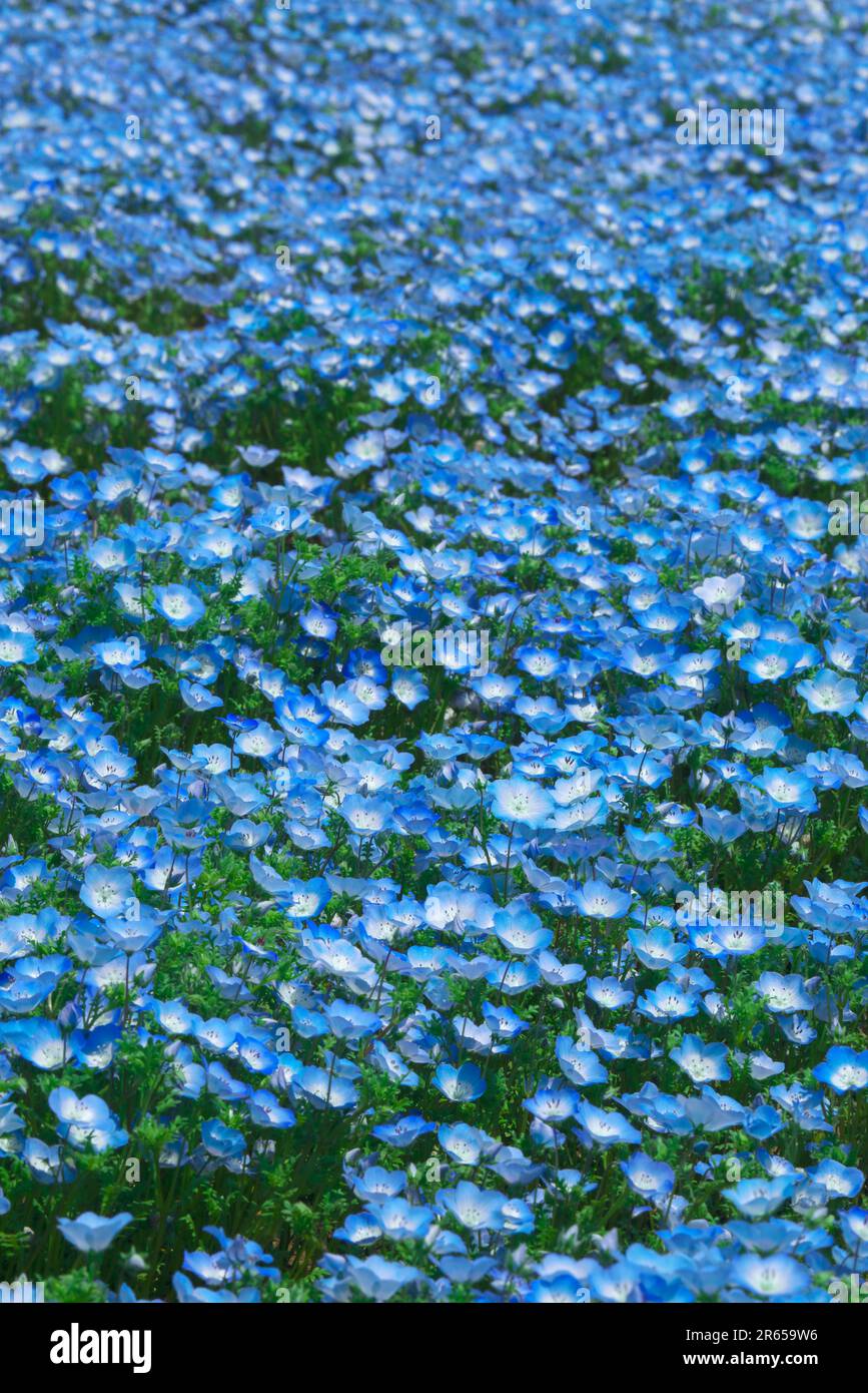 Flower garden of Nemophila Stock Photo - Alamy