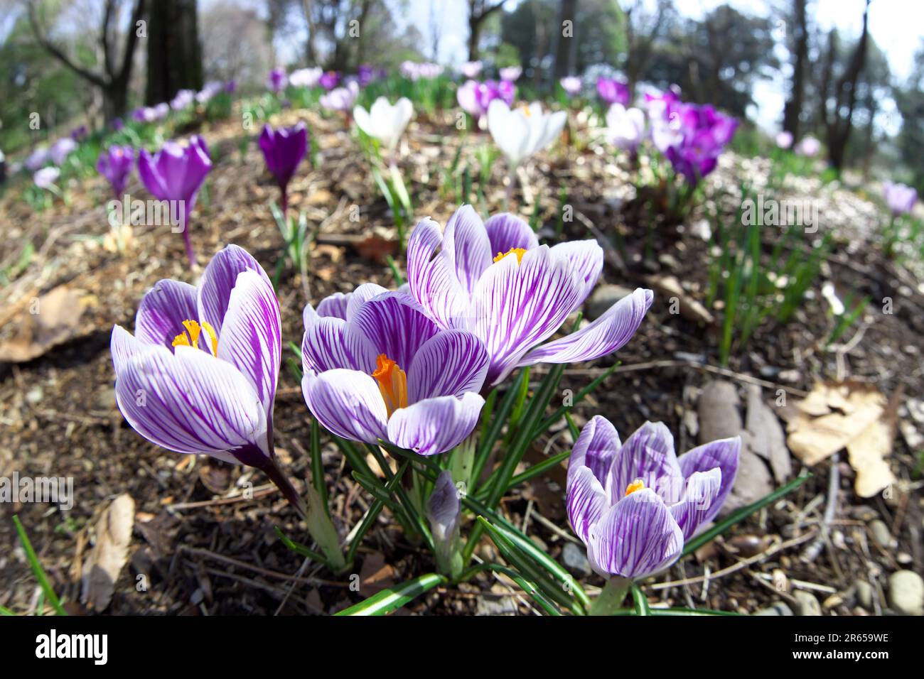 Crocus 2015 hi-res stock photography and images - Alamy