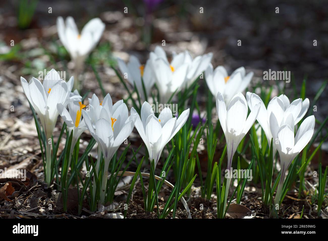 Japan spring flower crocus hi-res stock photography and images - Alamy