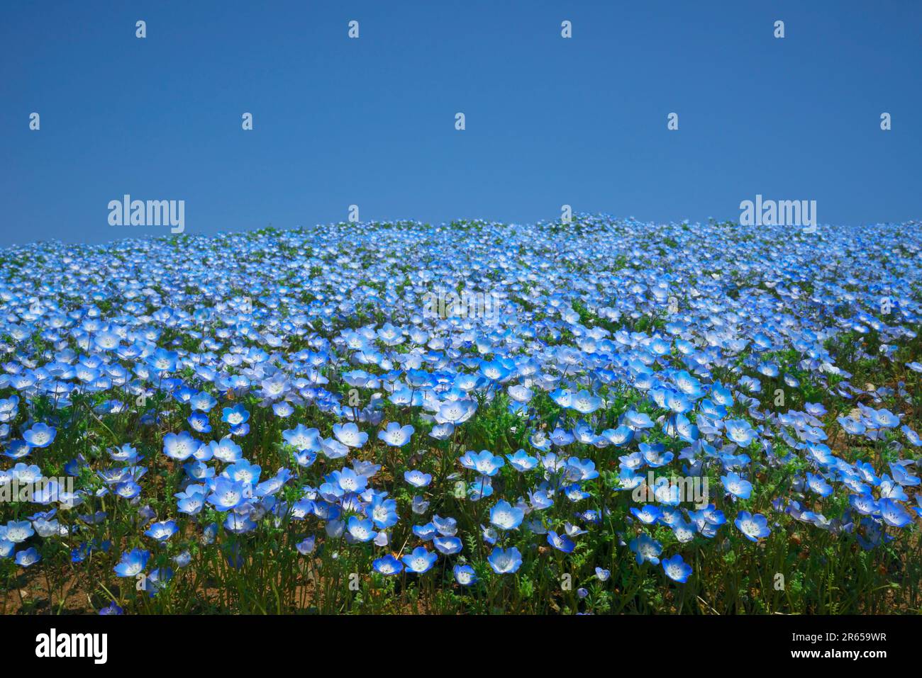 Spring blue flowers nemophila hi-res stock photography and images - Alamy