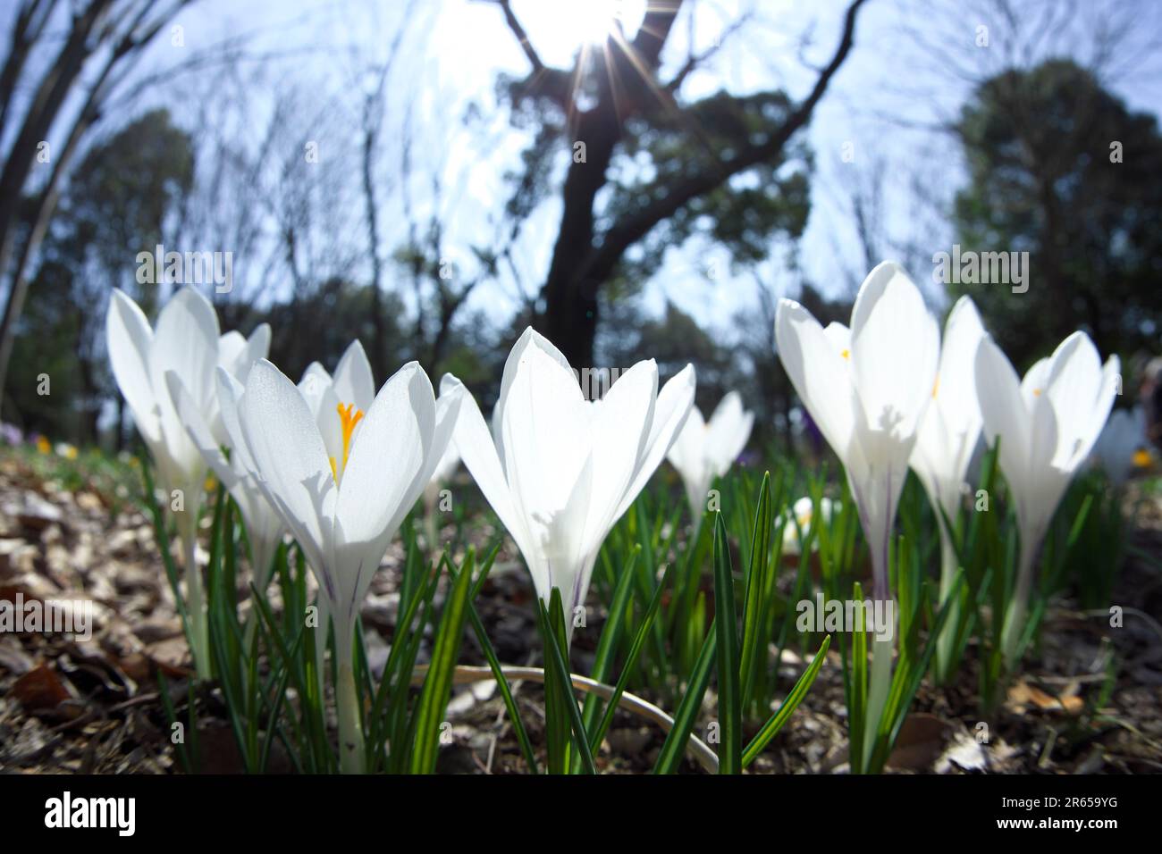 The flower of crocus and the sun Stock Photo - Alamy