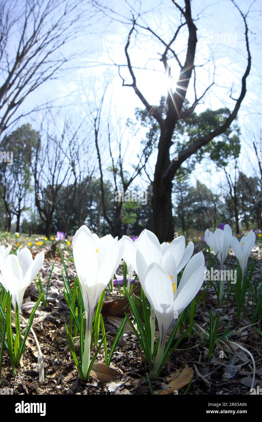 The flower of crocus and the sun Stock Photo - Alamy