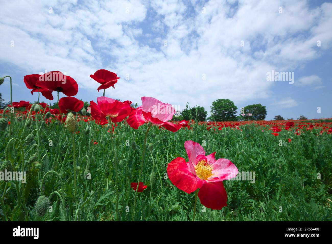 flower field of poppy Stock Photo - Alamy