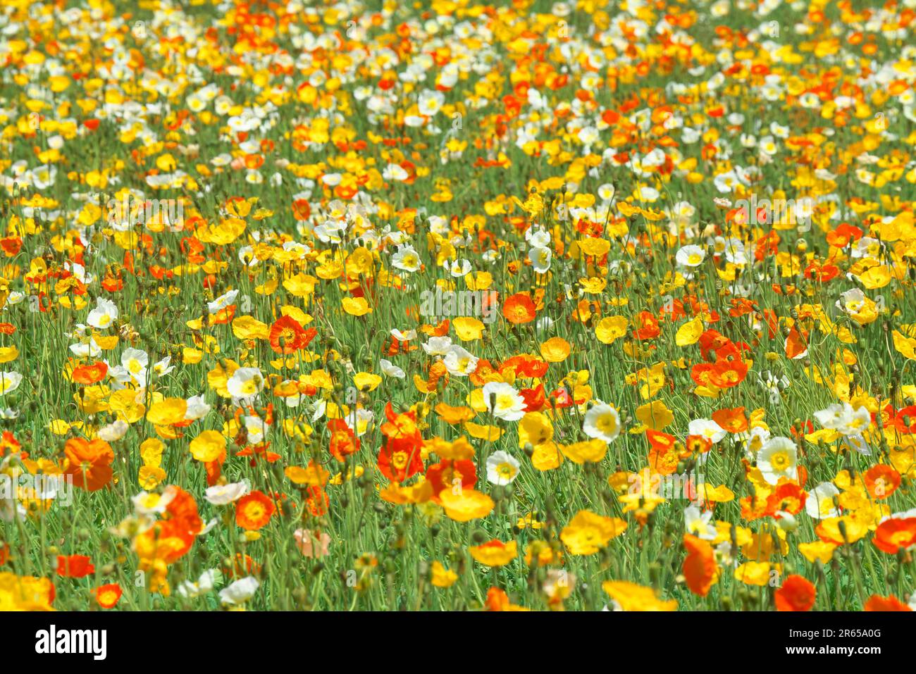flower field of poppy Stock Photo - Alamy