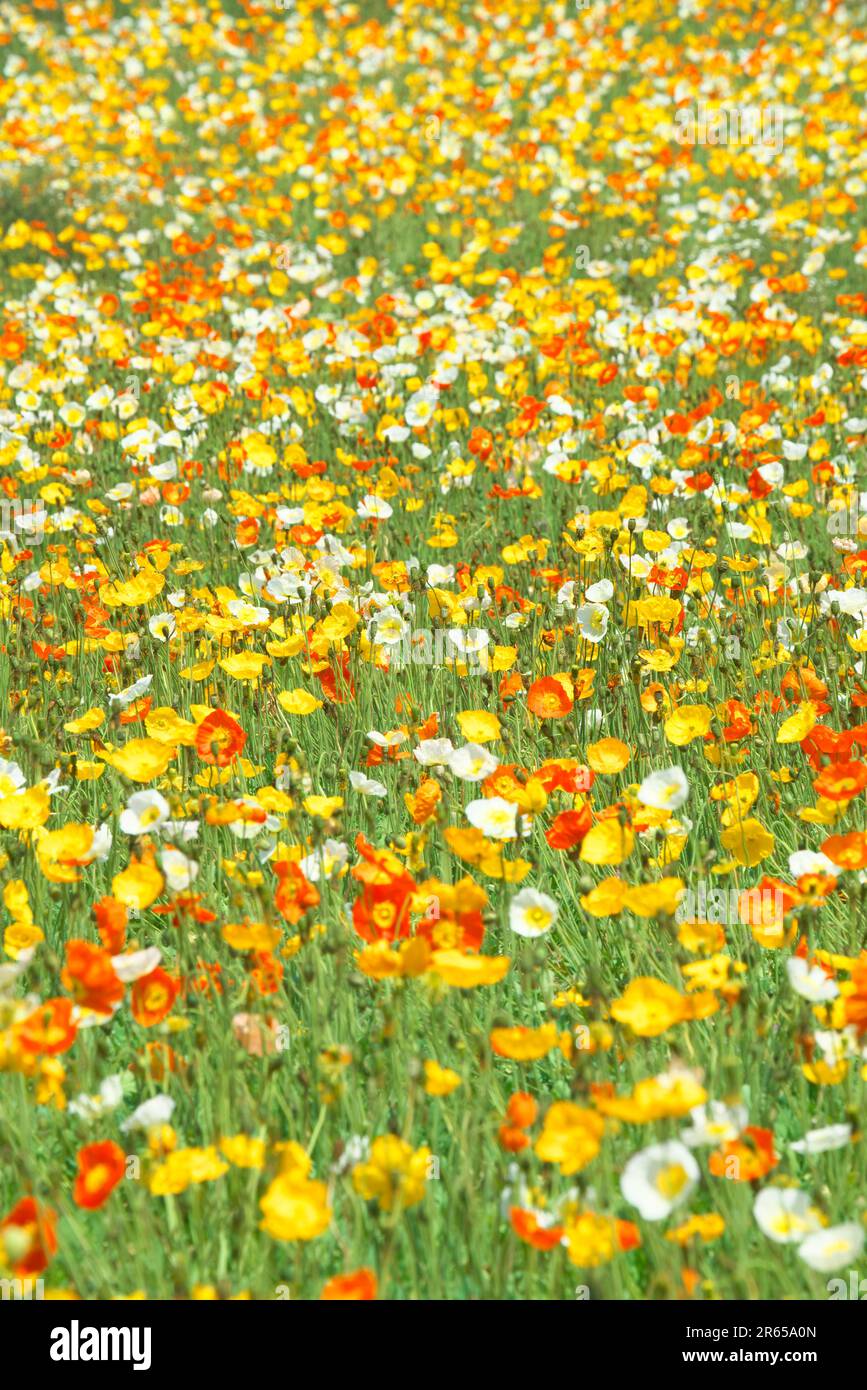 flower field of poppy Stock Photo - Alamy