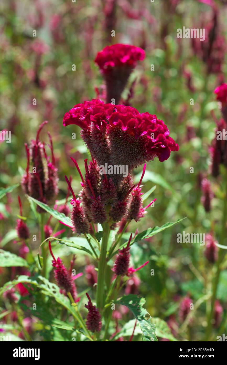 Cockscomb hi-res stock photography and images - Alamy