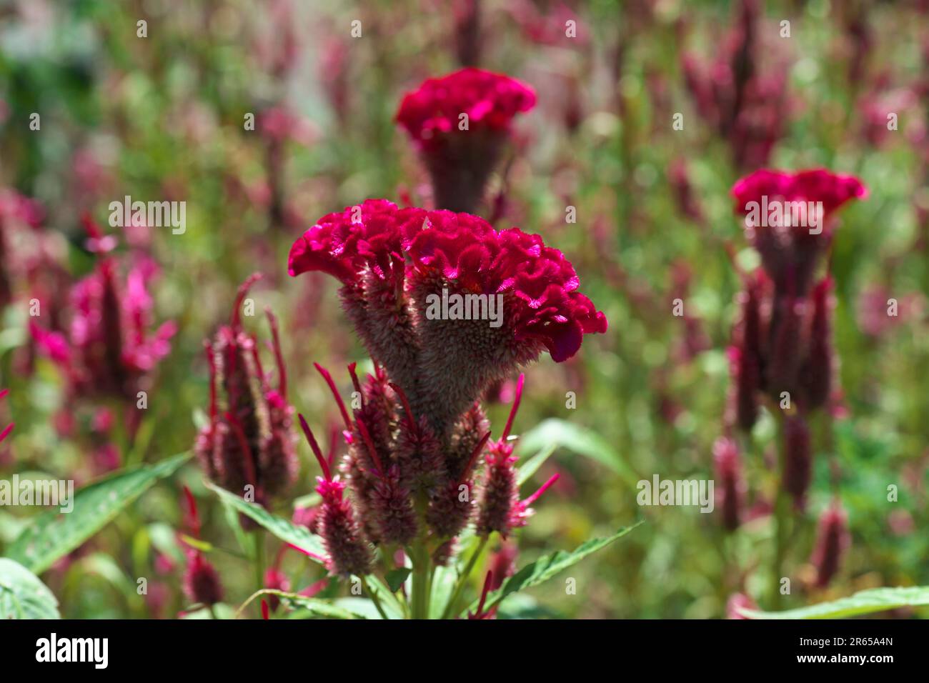 Cockscomb hi-res stock photography and images - Alamy