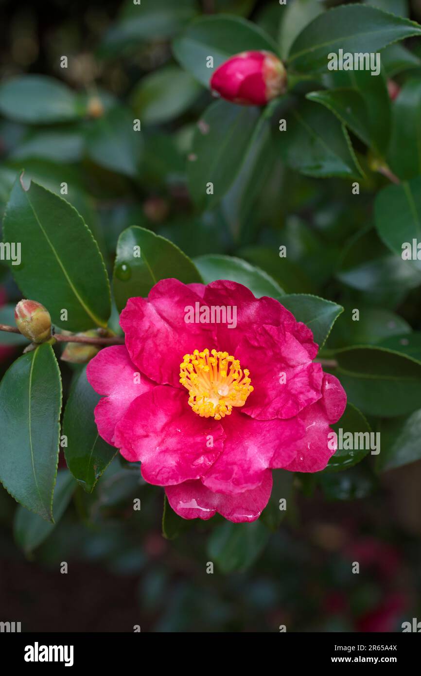 Pink sasanqua camellia flower hi-res stock photography and images - Alamy