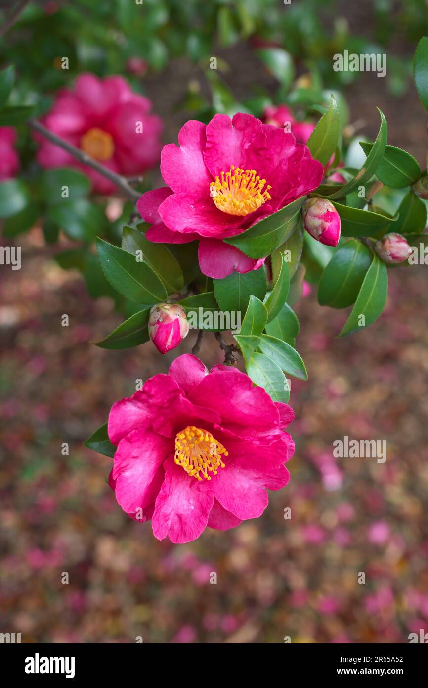 Camellia sasanqua pink hi-res stock photography and images - Alamy