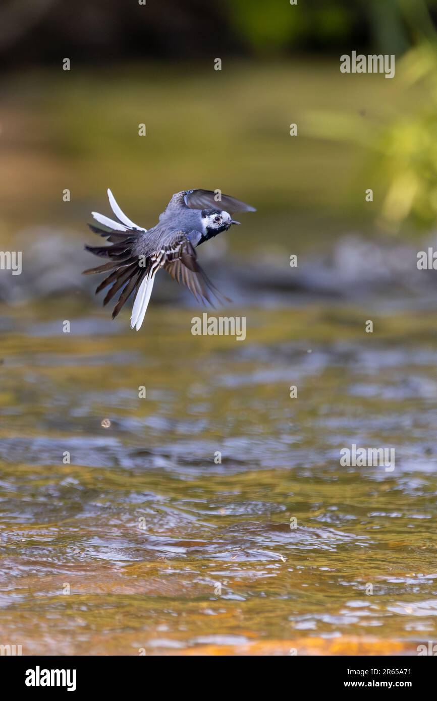 Grey wagtail in flight hi-res stock photography and images - Alamy