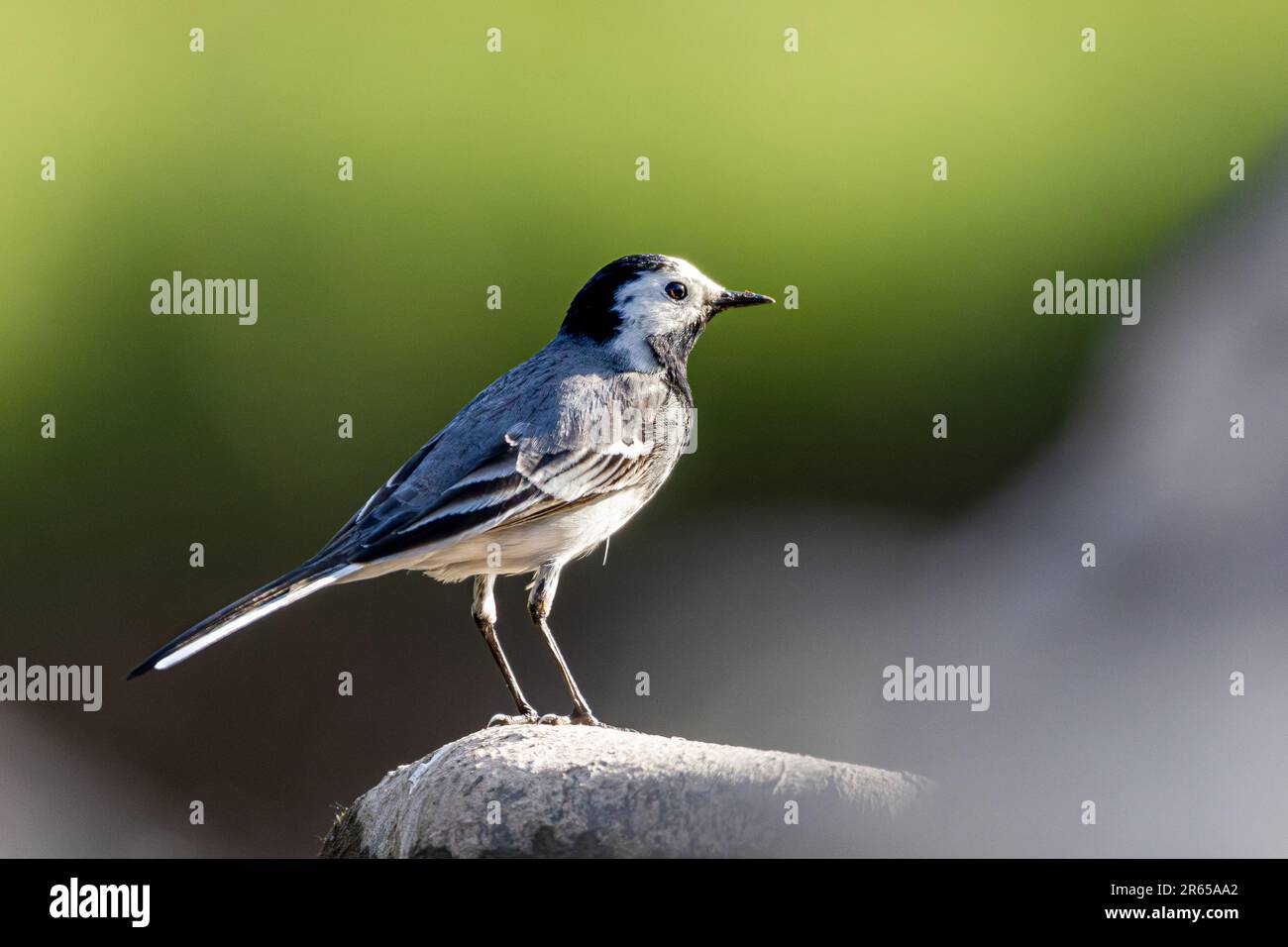 Grey wagtail in flight hi-res stock photography and images - Alamy