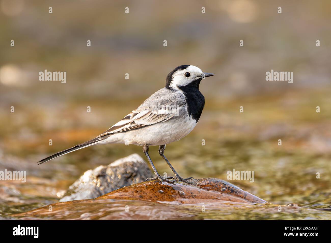 Grey wagtail in flight hi-res stock photography and images - Alamy