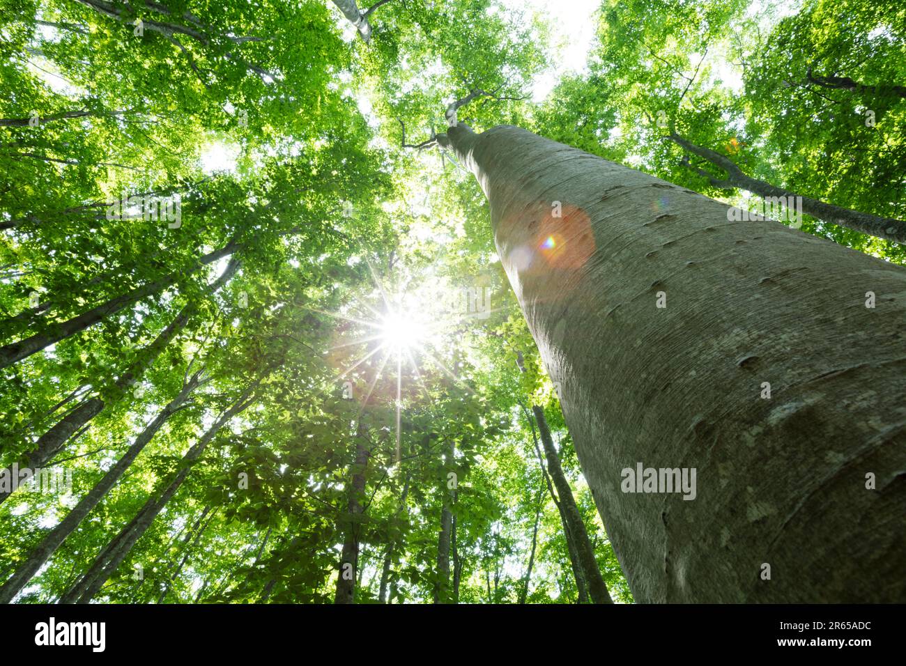 Light through beech tree hi-res stock photography and images - Alamy
