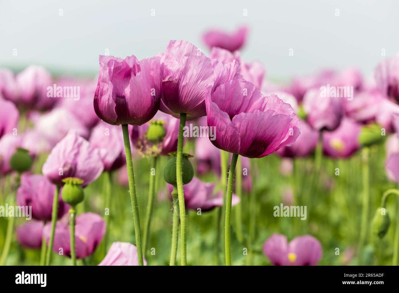 Wilsdruff, Germany. 07th June, 2023. In a field near the Saxon town of ...