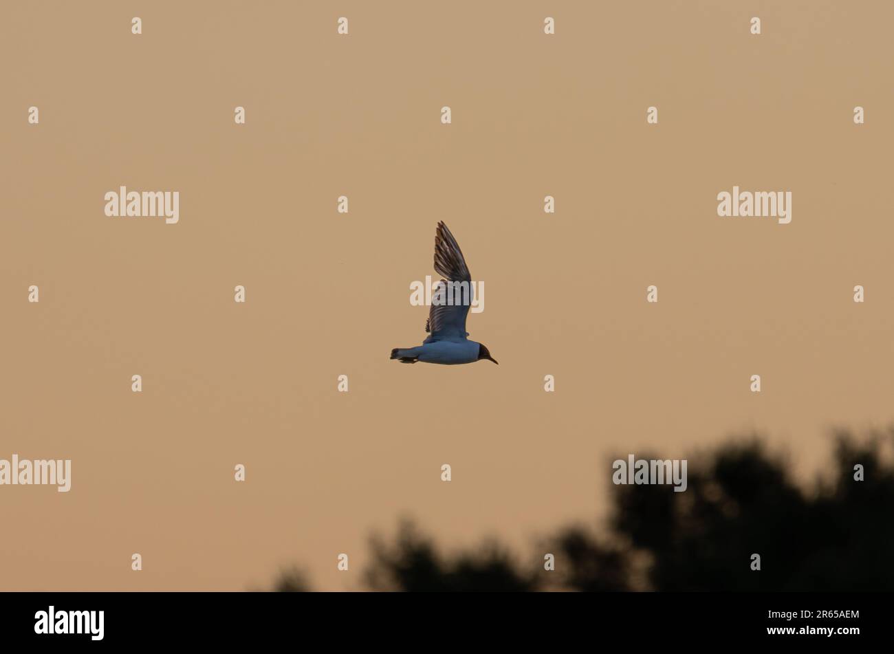 Flying bir hi-res stock photography and images - Alamy