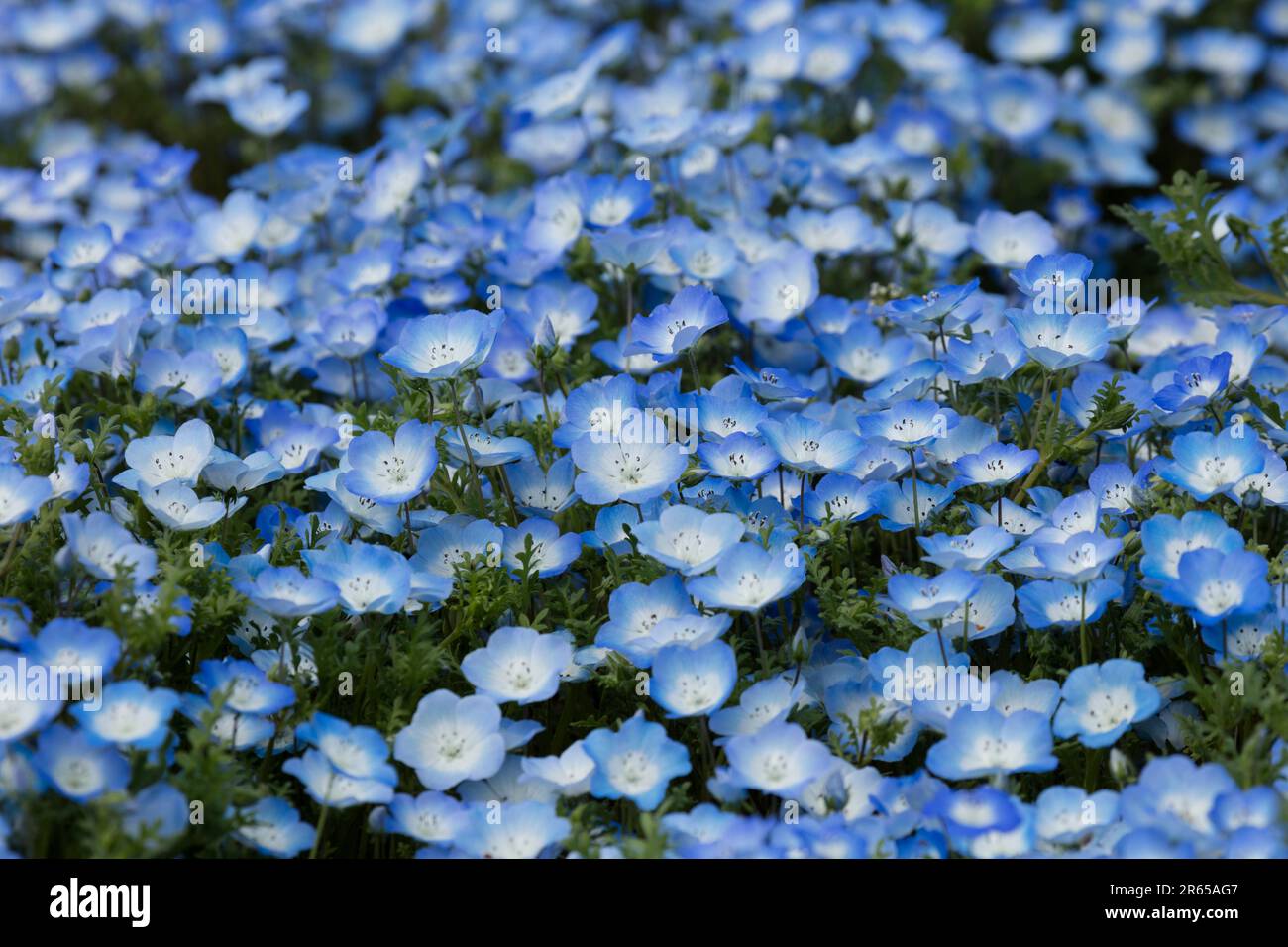 Spring blue flowers nemophila hi-res stock photography and images - Alamy