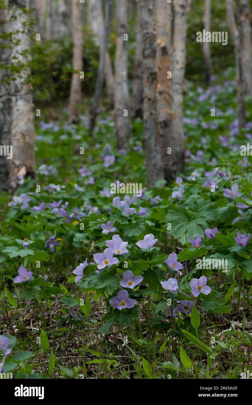 Flowers of Shirane-aoi (Japanese white mallow Stock Photo - Alamy