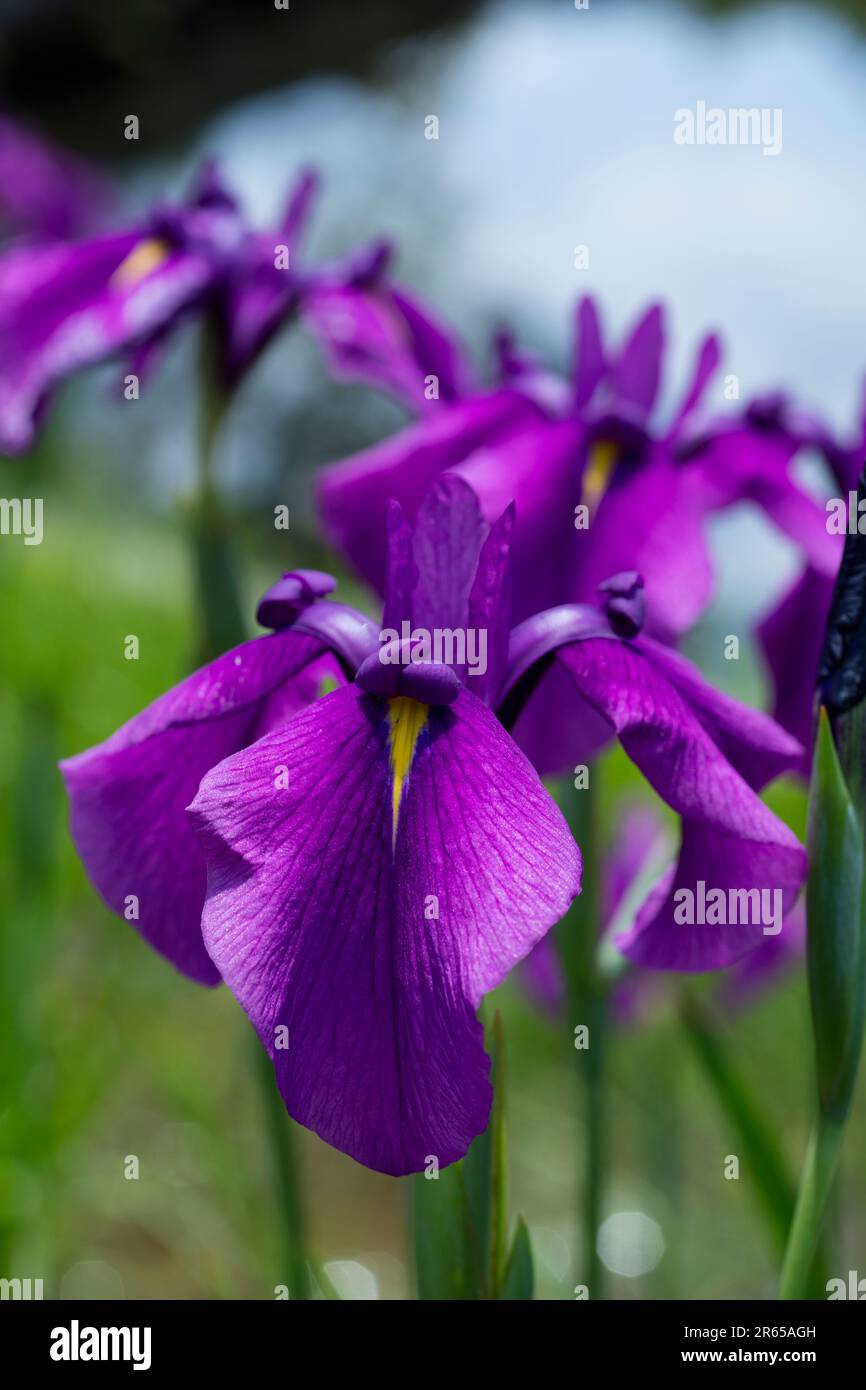 Hanashobu flower hi-res stock photography and images - Alamy