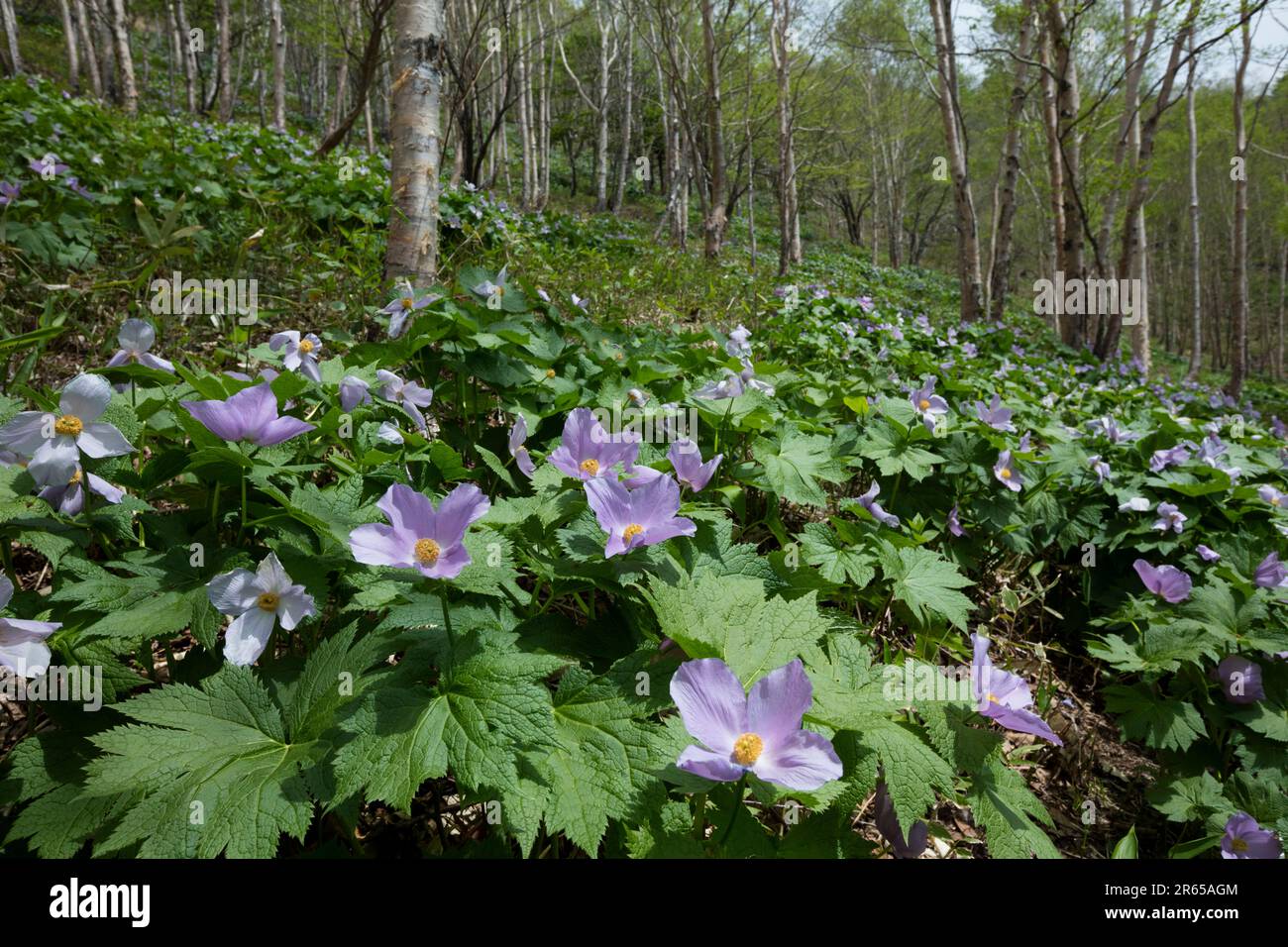 Flowers of Shirane-aoi (Japanese white mallow Stock Photo - Alamy