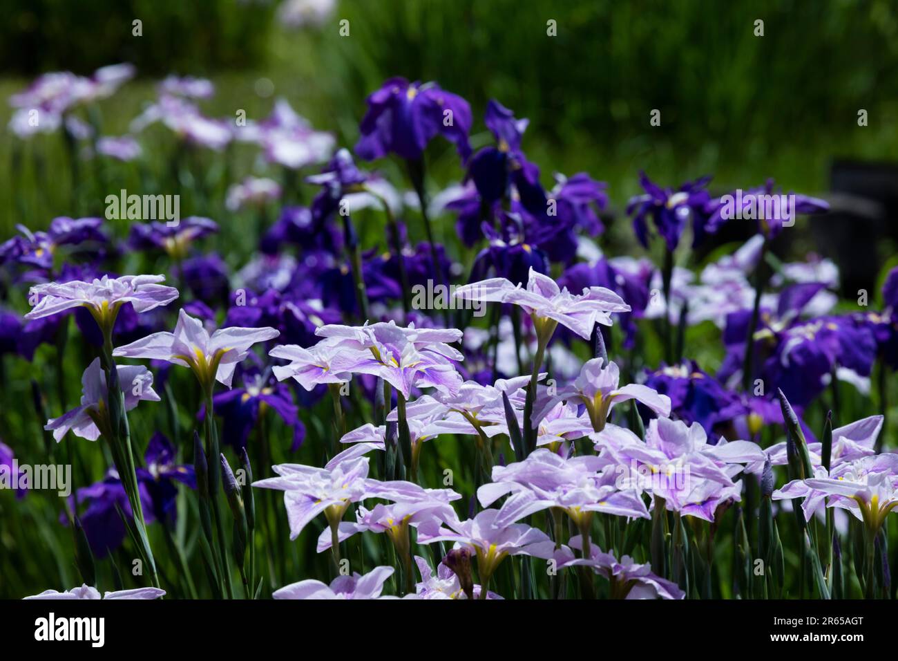 Hanashobu flower hi-res stock photography and images - Alamy