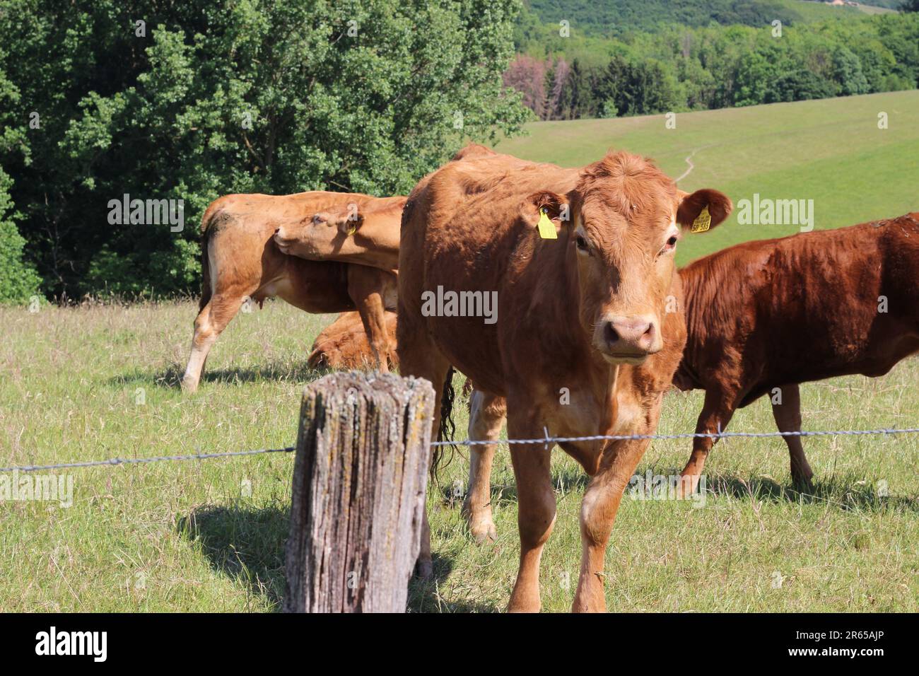 Three cows at fence hi-res stock photography and images - Alamy