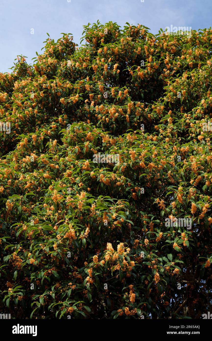 Osmanthus flower hi-res stock photography and images - Alamy