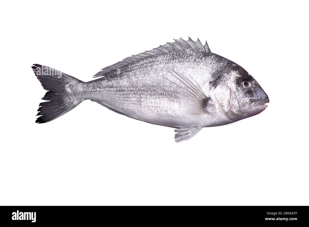 dorado fish isolated on white background, raw seafood Stock Photo - Alamy