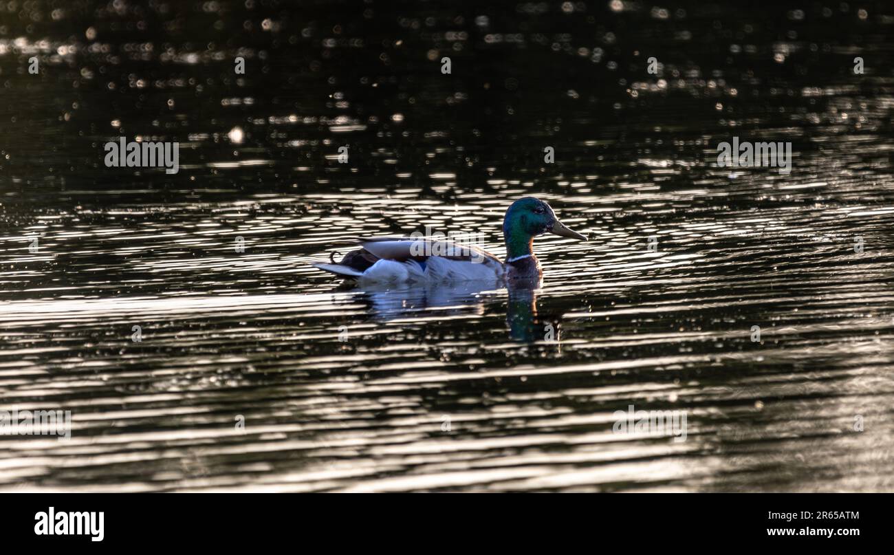 duck swimming beautiful water reflection Stock Photo - Alamy