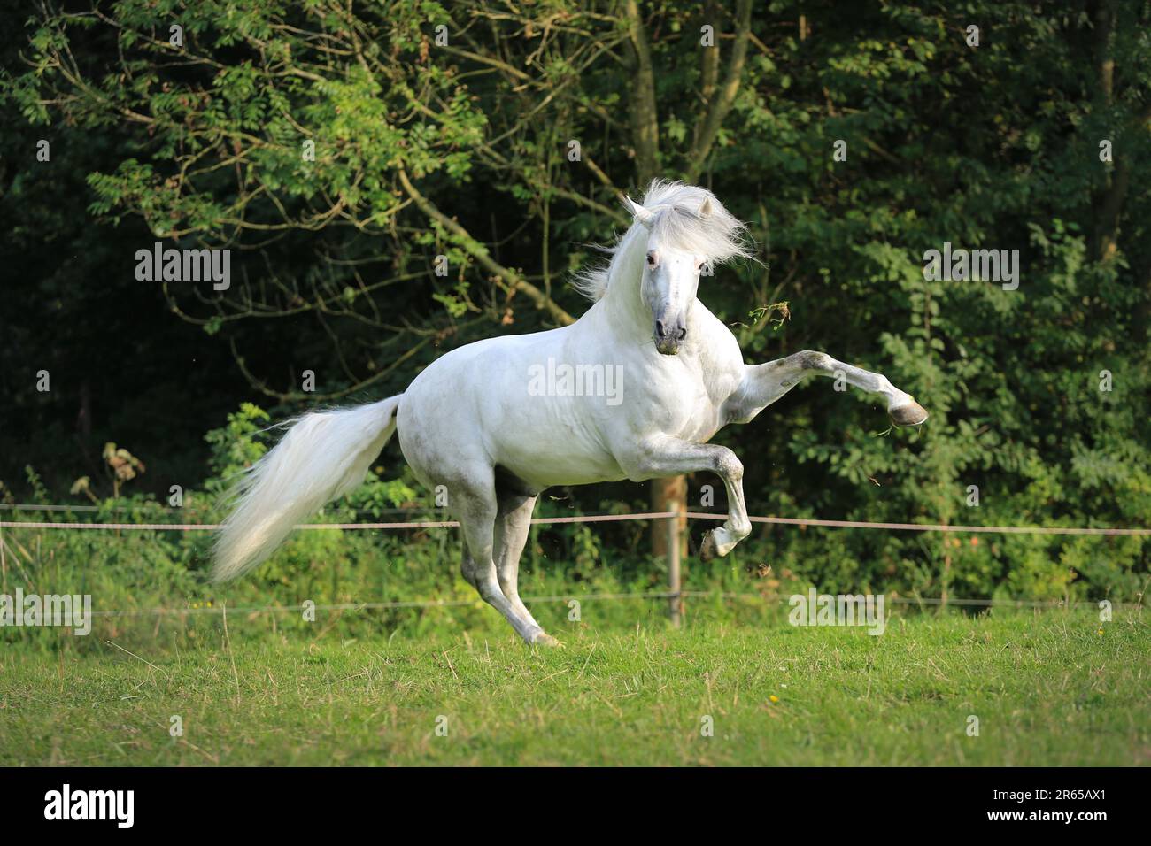 White horse jump hi-res stock photography and images - Alamy