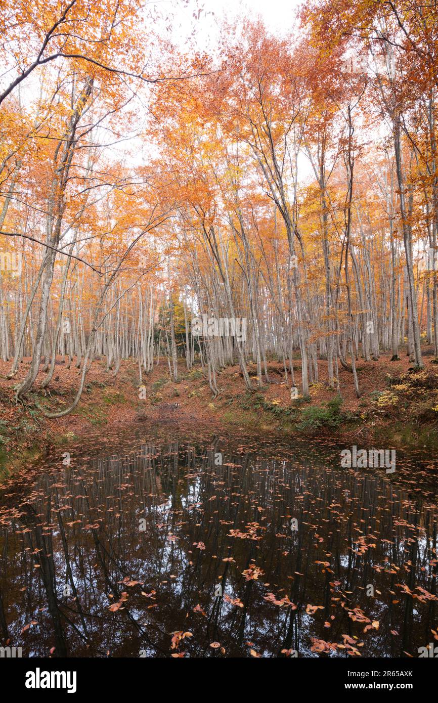 Autumn leaves of beech forest and pond Stock Photo - Alamy