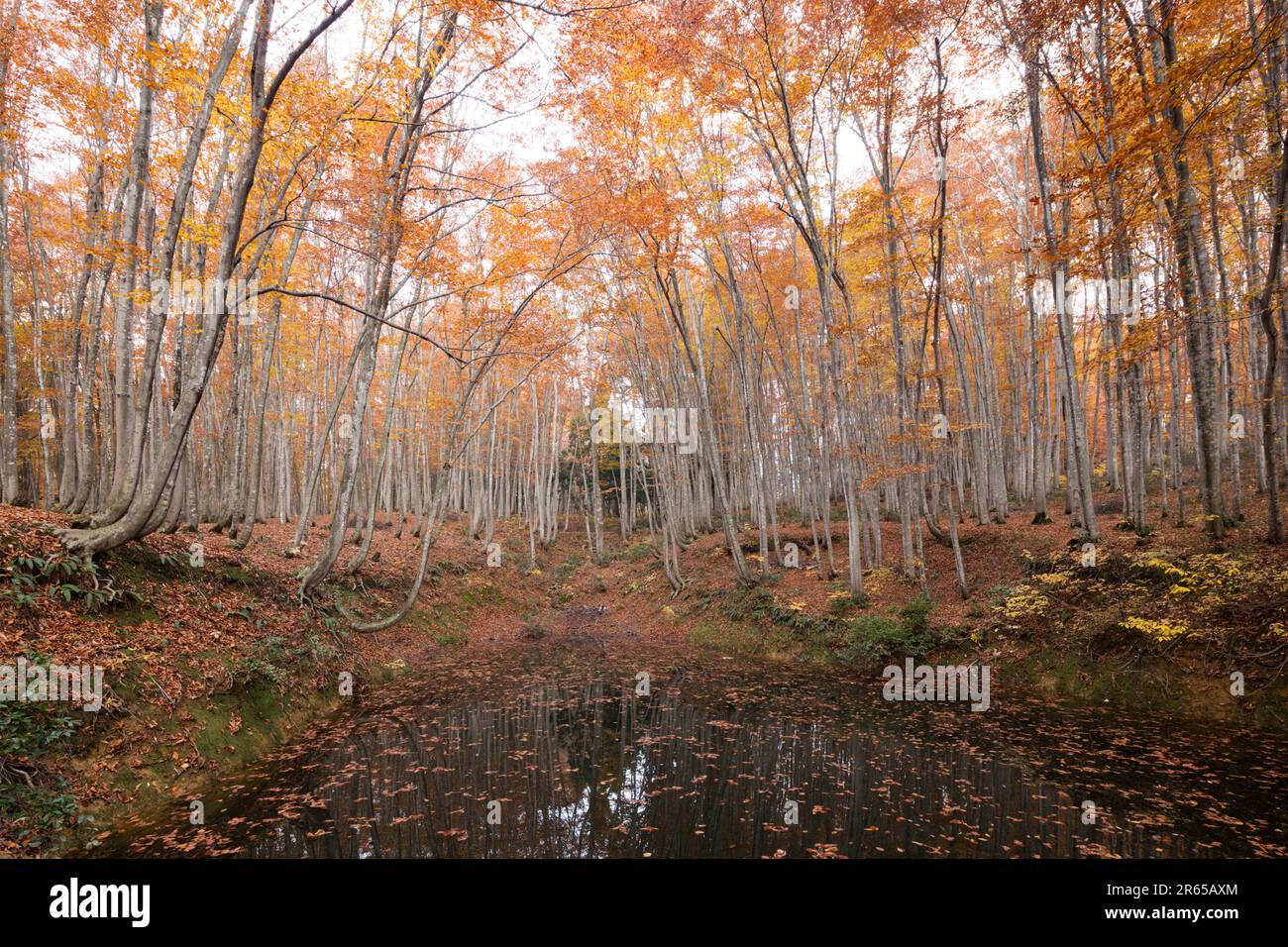Autumn leaves of beech forest and pond Stock Photo - Alamy