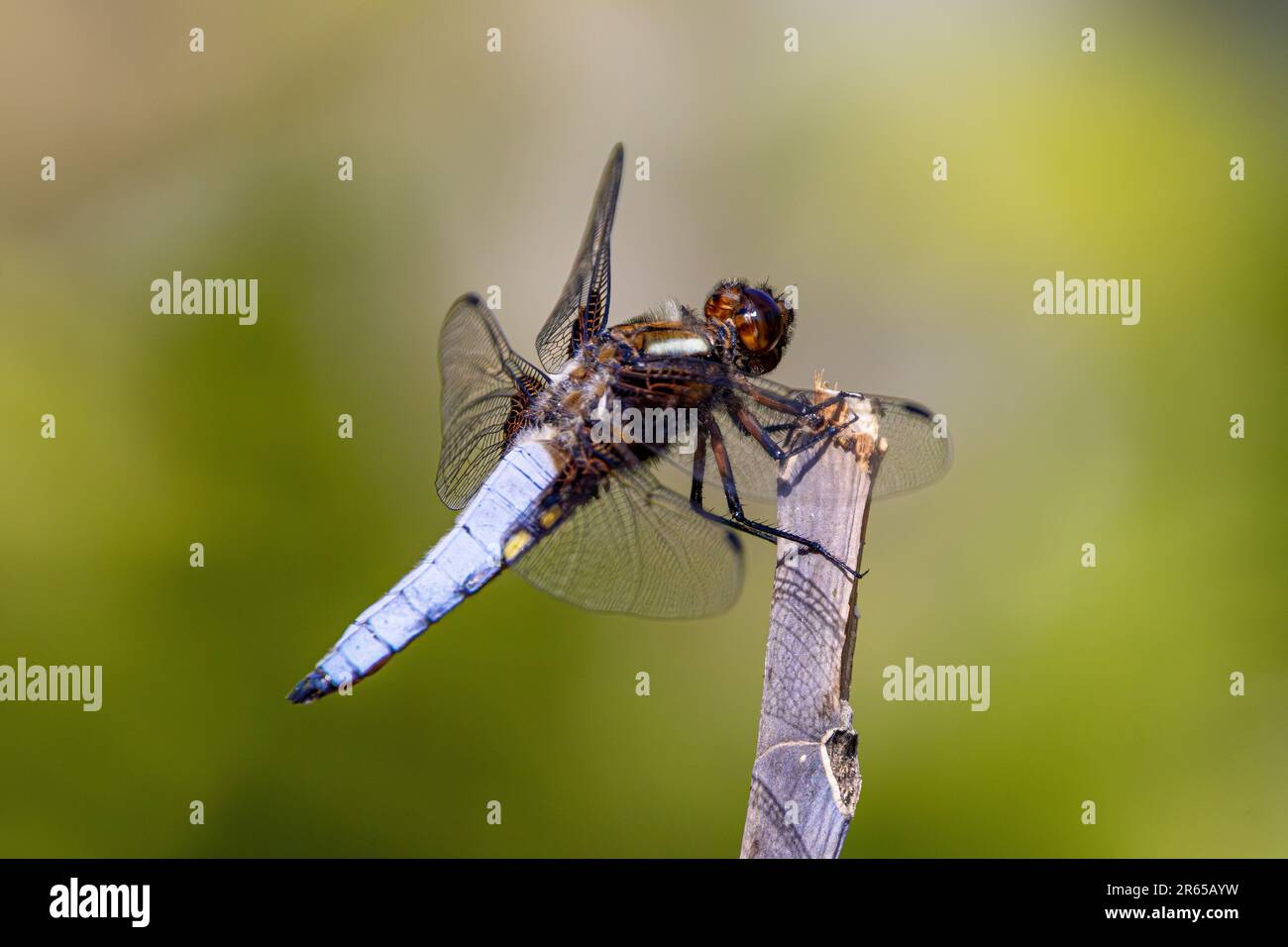 Wing structure of dragon fly hi-res stock photography and images - Alamy