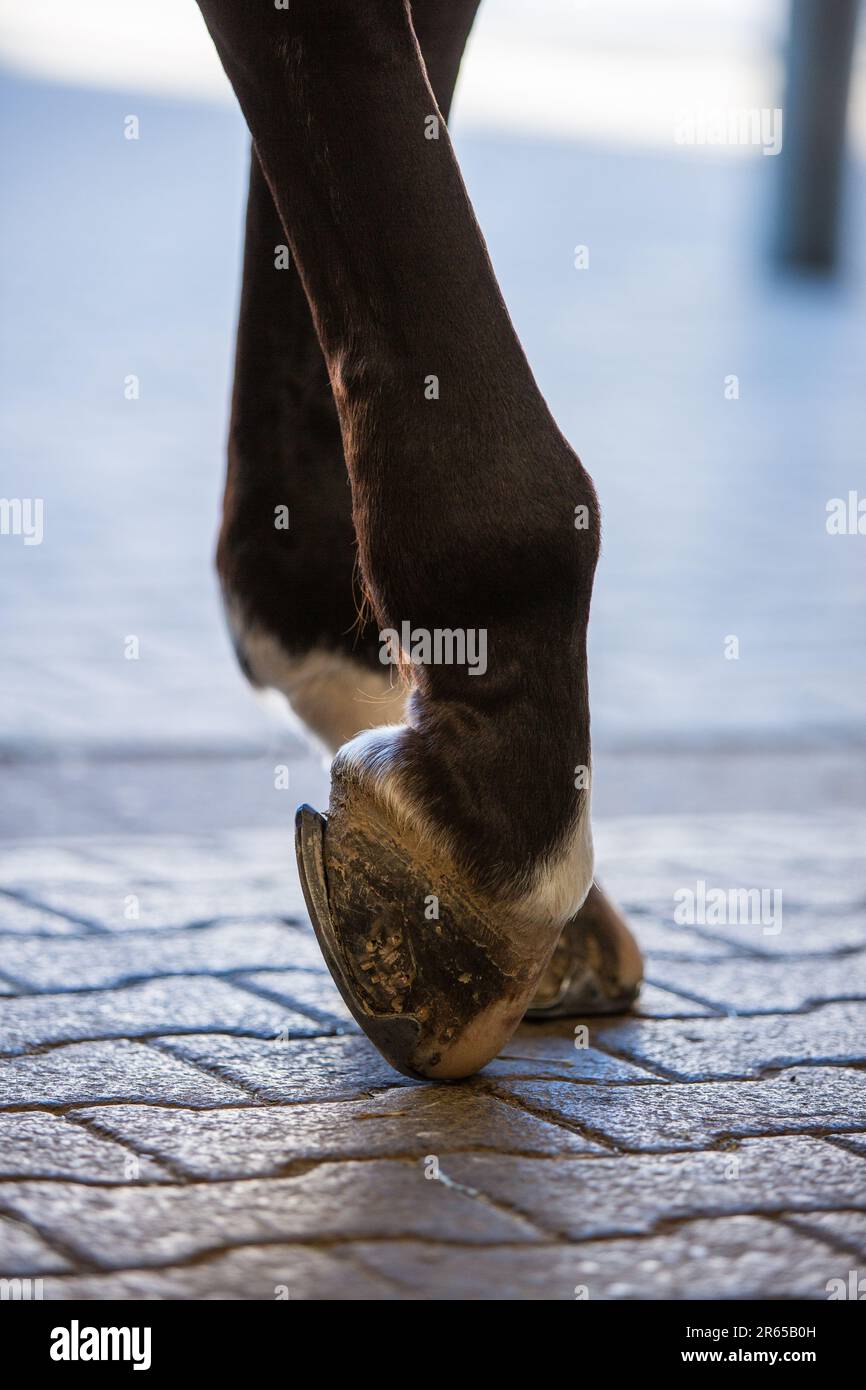 A close-up image of a horse's unshod hooves Stock Photo - Alamy